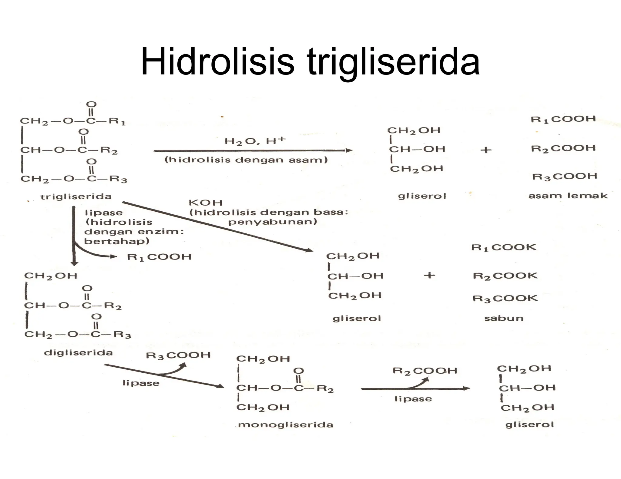 METABOLISME LIPID METABOLISME LIPIDMETABOLISME LIPID.ppt