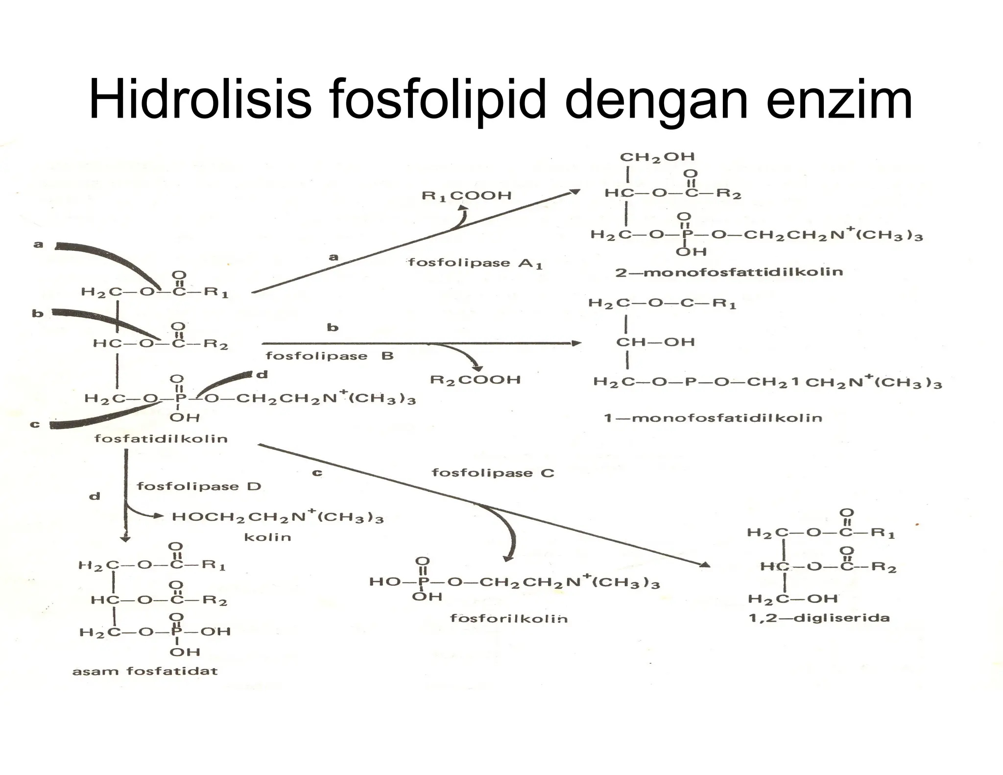 METABOLISME LIPID METABOLISME LIPIDMETABOLISME LIPID.ppt