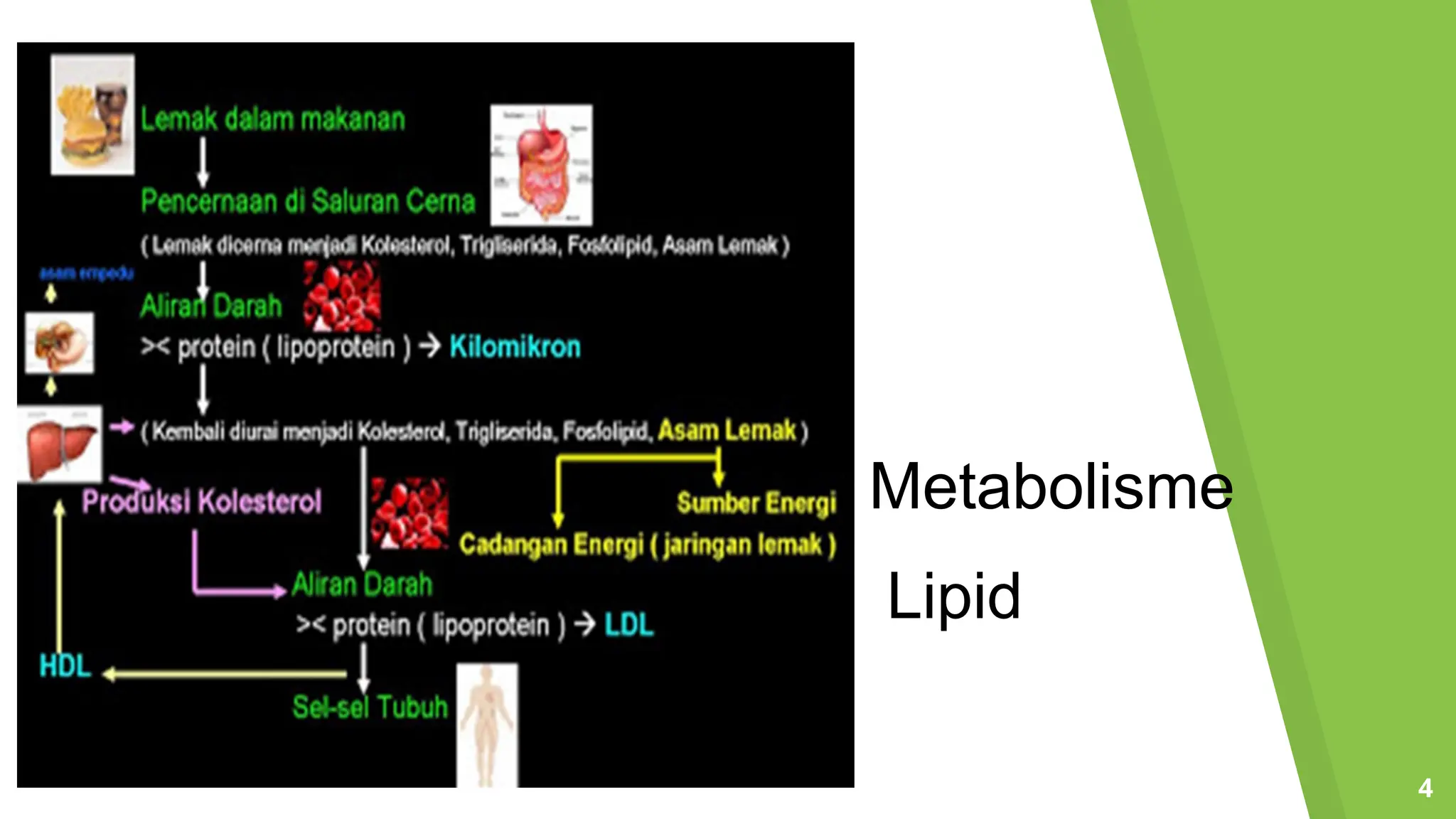 mata kuliah biokimia METABOLISME LIPID NEW.pptx