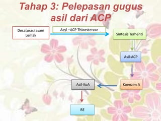 Metabolisme lipid pada buah kelapa sawit | PPT