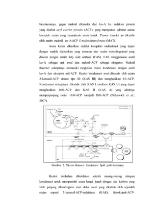 Metabolisme lipid pada tumbuhan | DOCX