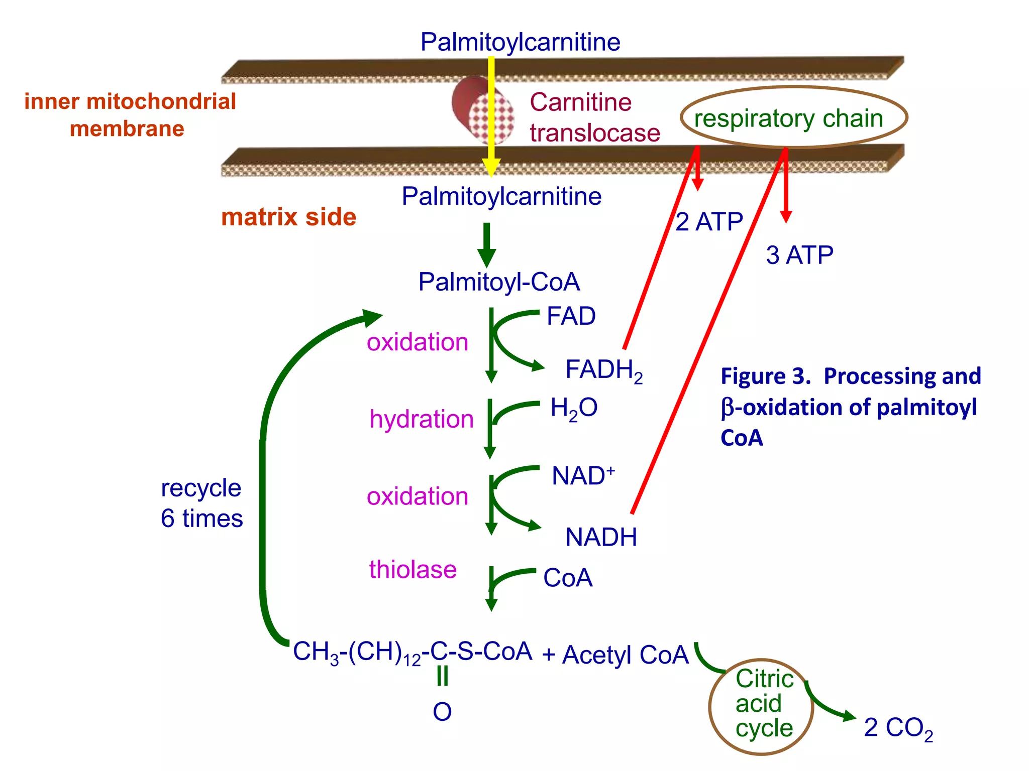 metabolisme_lipid_ppt.ppt