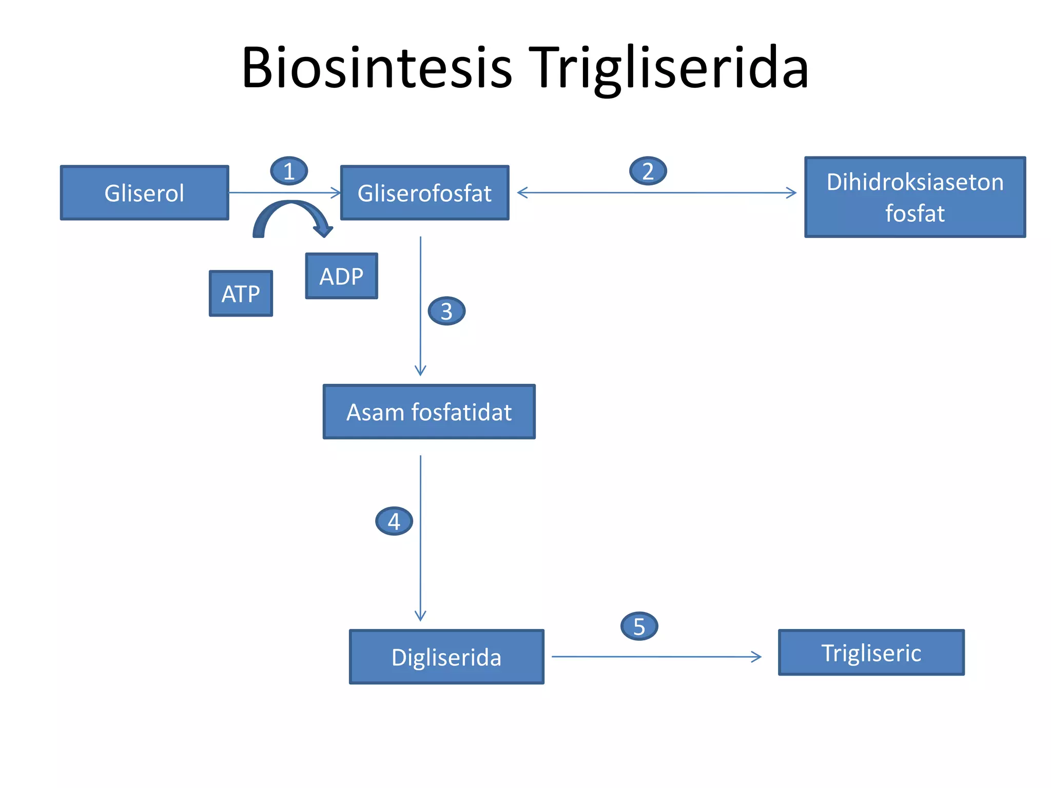 metabolisme_lipid_ppt.ppt