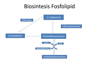 metabolisme_lipid_ppt.ppt