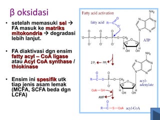 metabolisme_lipid_ppt.ppt
