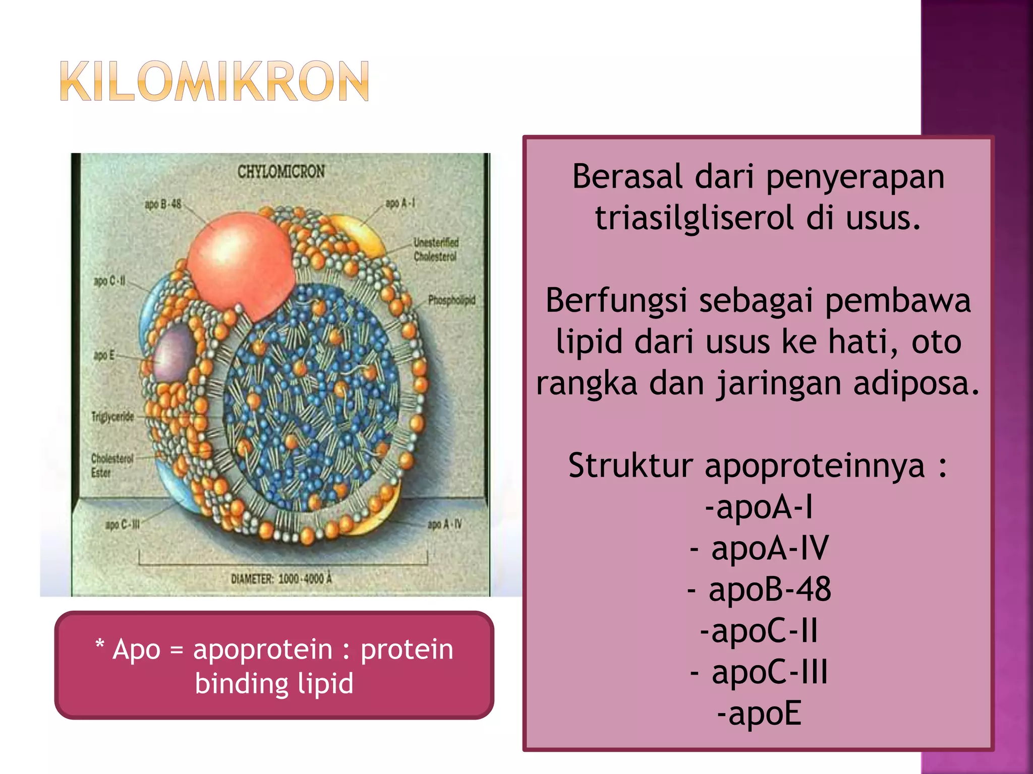 Metabolisme lipoprotein | PPTX