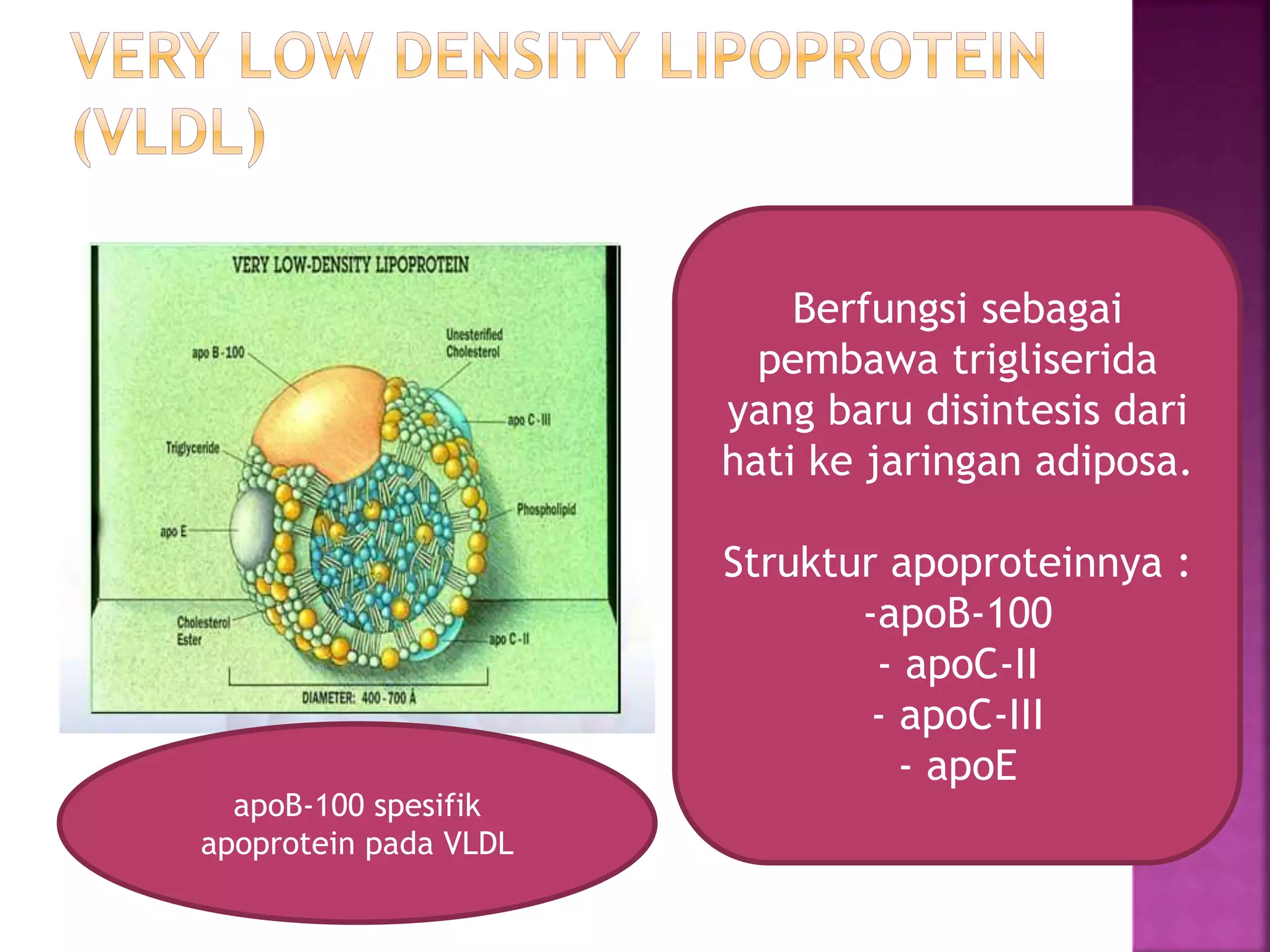 Metabolisme lipoprotein | PPTX