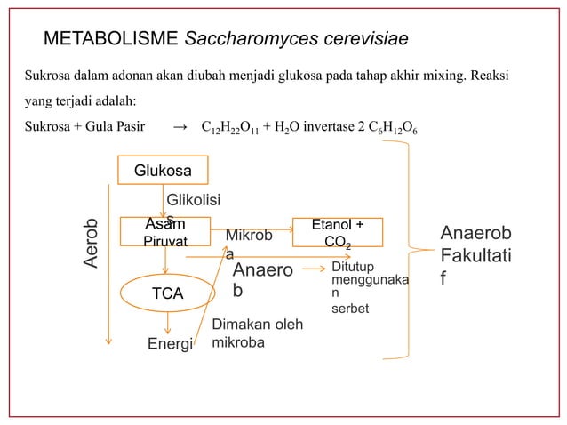 Metabolisme Mikroba Pada Donat | PPT