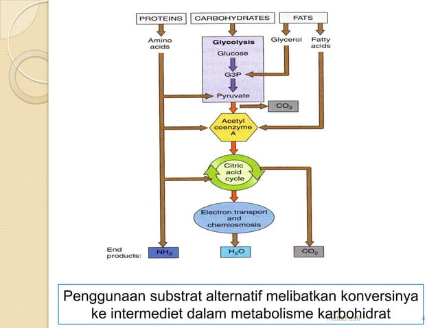 METABOLISME PADA MIKROB I (Karbohidrat).pdf