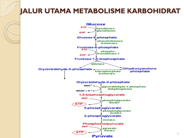 METABOLISME PADA MIKROB I (Karbohidrat).pdf