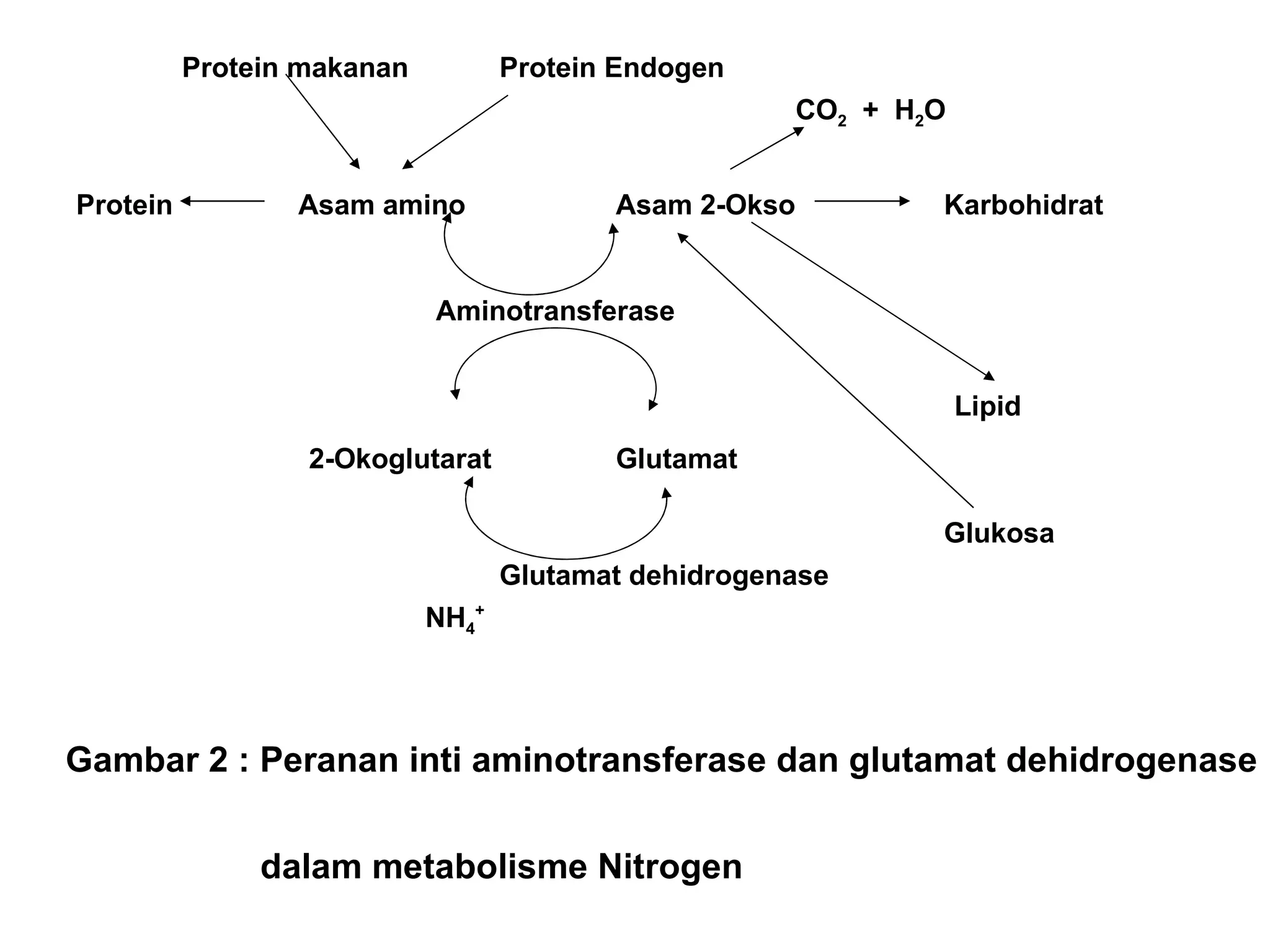 Metabolisme nitrogen | PPT