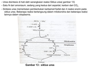 Metabolisme nitrogen | PPT