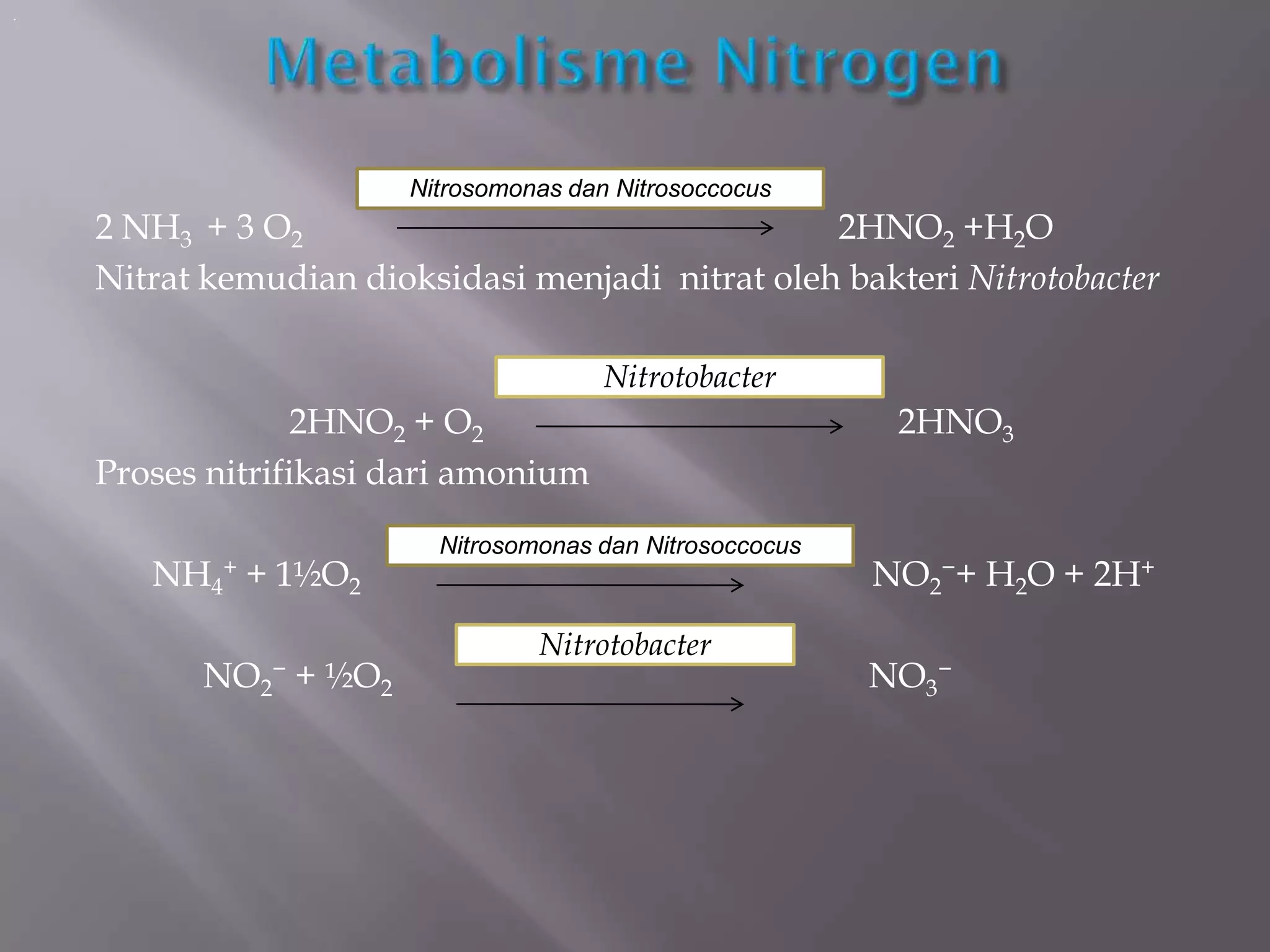 Metabolisme nitrogen.pptx amrul | PDF