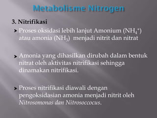 Metabolisme nitrogen.pptx amrul | PDF