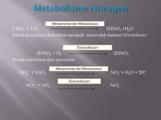 Metabolisme nitrogen.pptx amrul | PDF