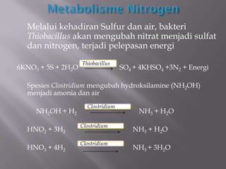 Metabolisme nitrogen.pptx amrul | PDF