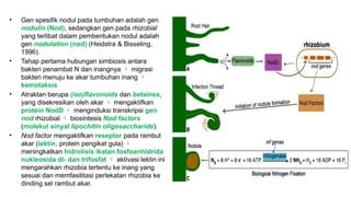 Bahan Ajar - Fisiologi Tumbuhan - Metabolisme Nitrogen.pptx