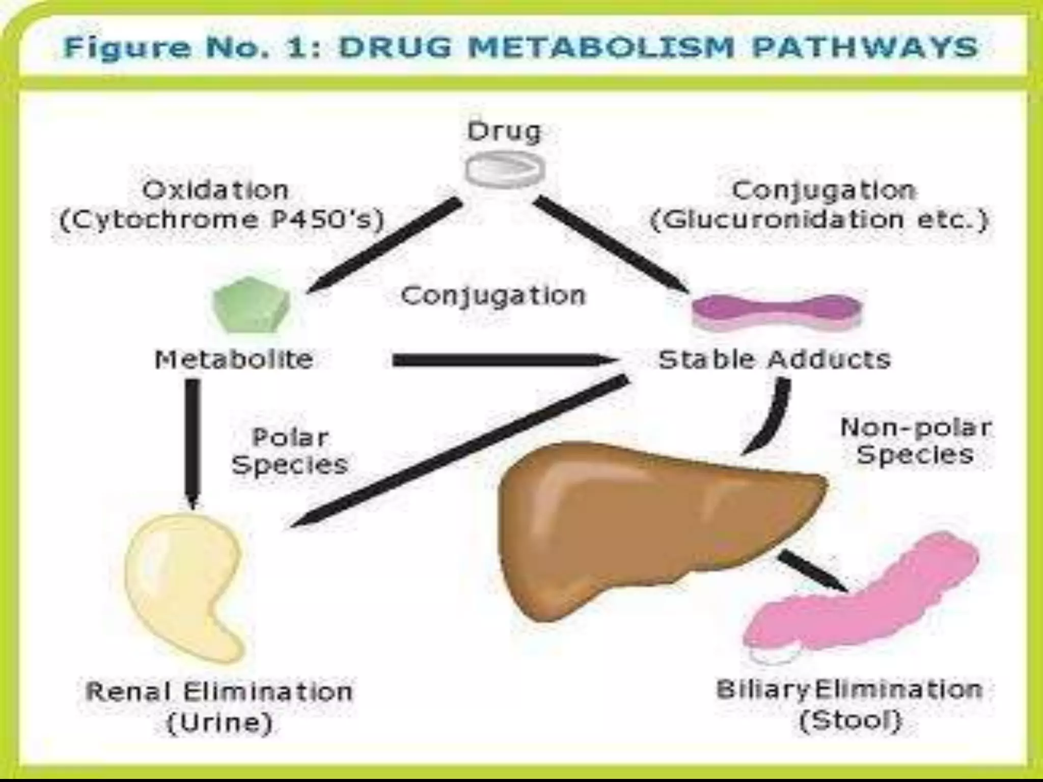 METABOLISME OBAT.en.id.pptx