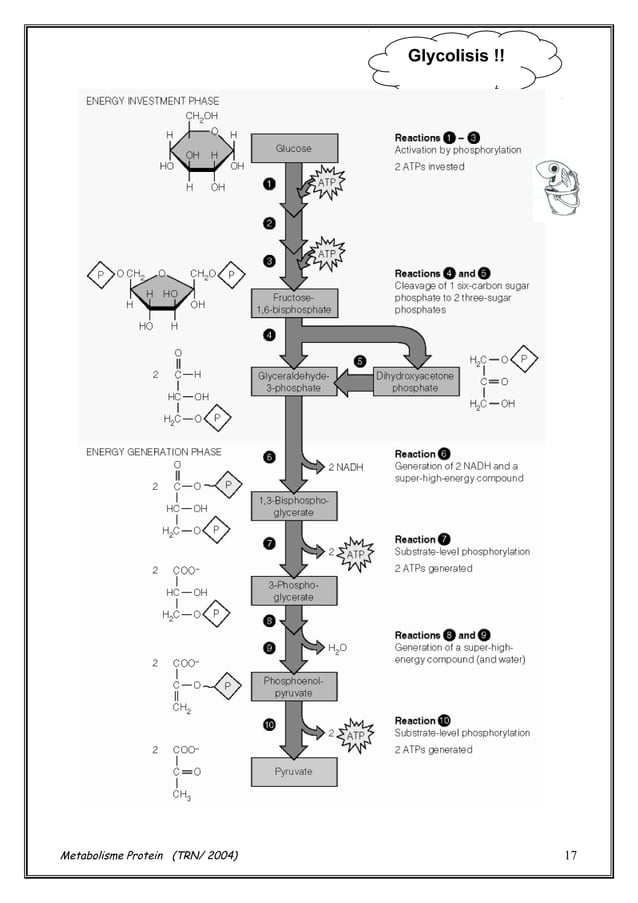 Metabolisme protein | PDF