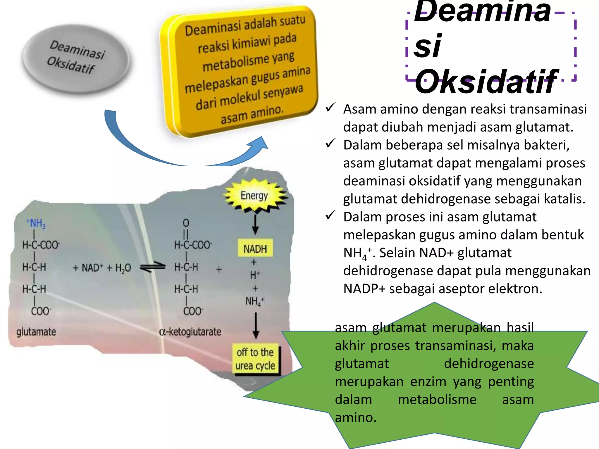 Metabolisme protein Transaminasi dan deaminasi | PPTX