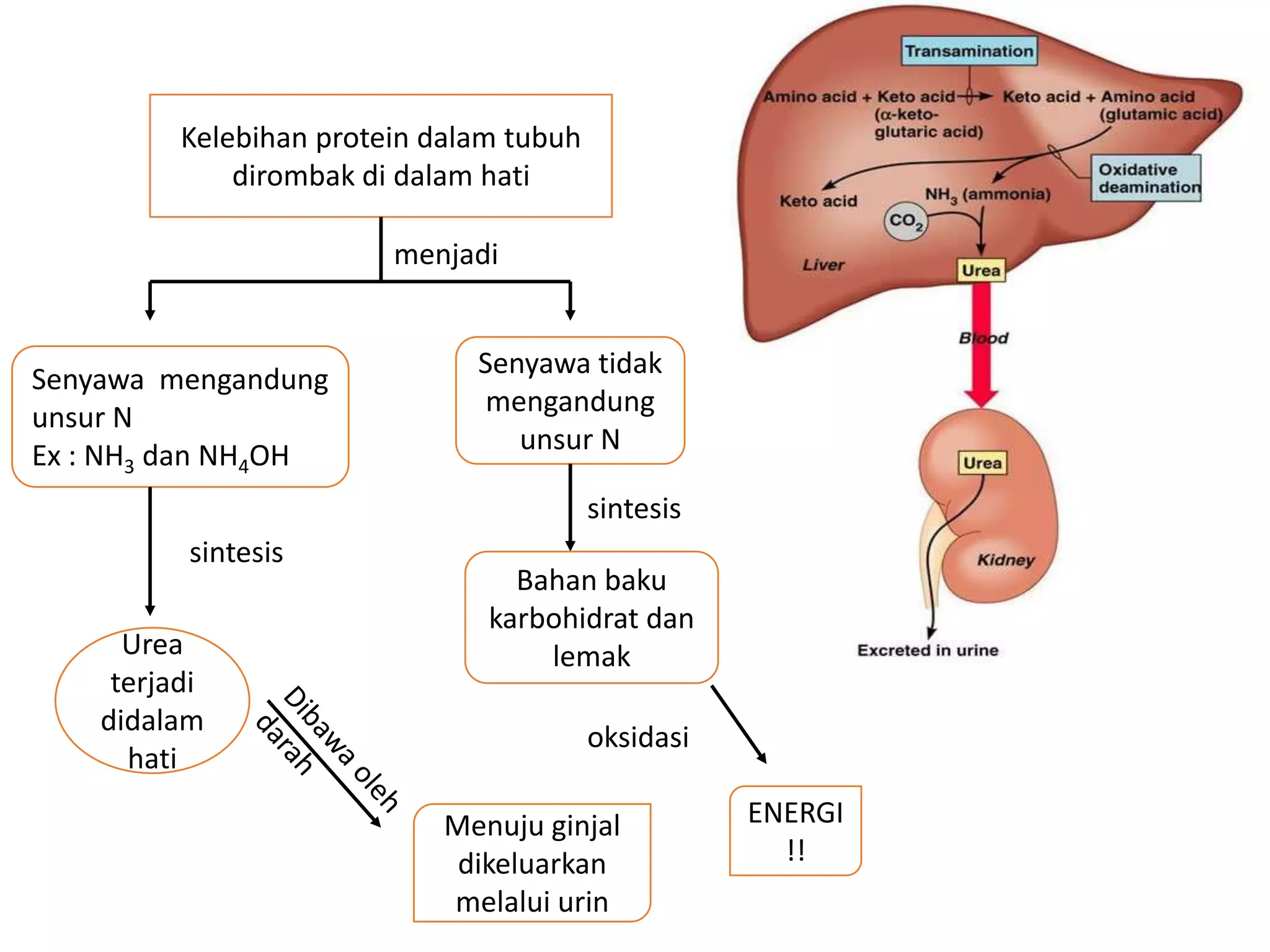 Metabolisme protein Transaminasi dan deaminasi | PPTX