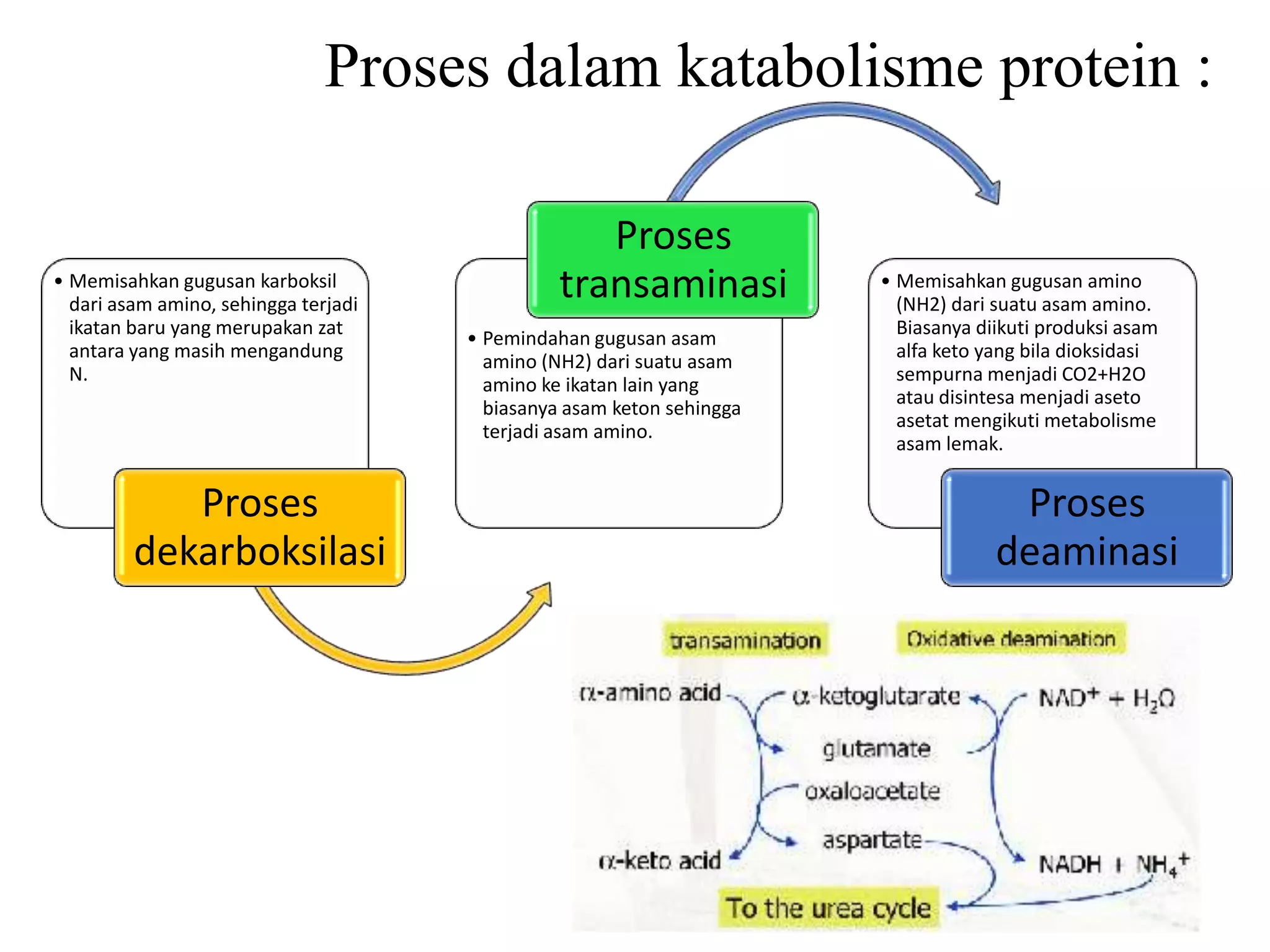 Metabolisme protein Transaminasi dan deaminasi | PPTX