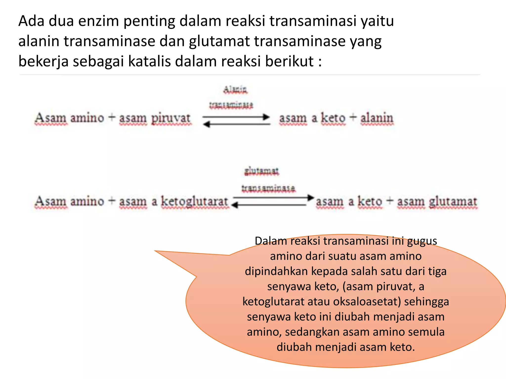 Metabolisme protein Transaminasi dan deaminasi | PPTX