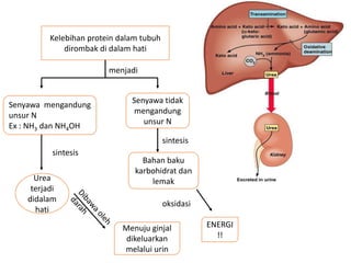 Metabolisme protein Transaminasi dan deaminasi | PPTX
