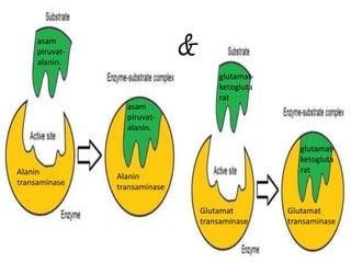 Metabolisme protein Transaminasi dan deaminasi | PPTX