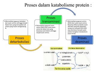 Metabolisme protein Transaminasi dan deaminasi | PPT