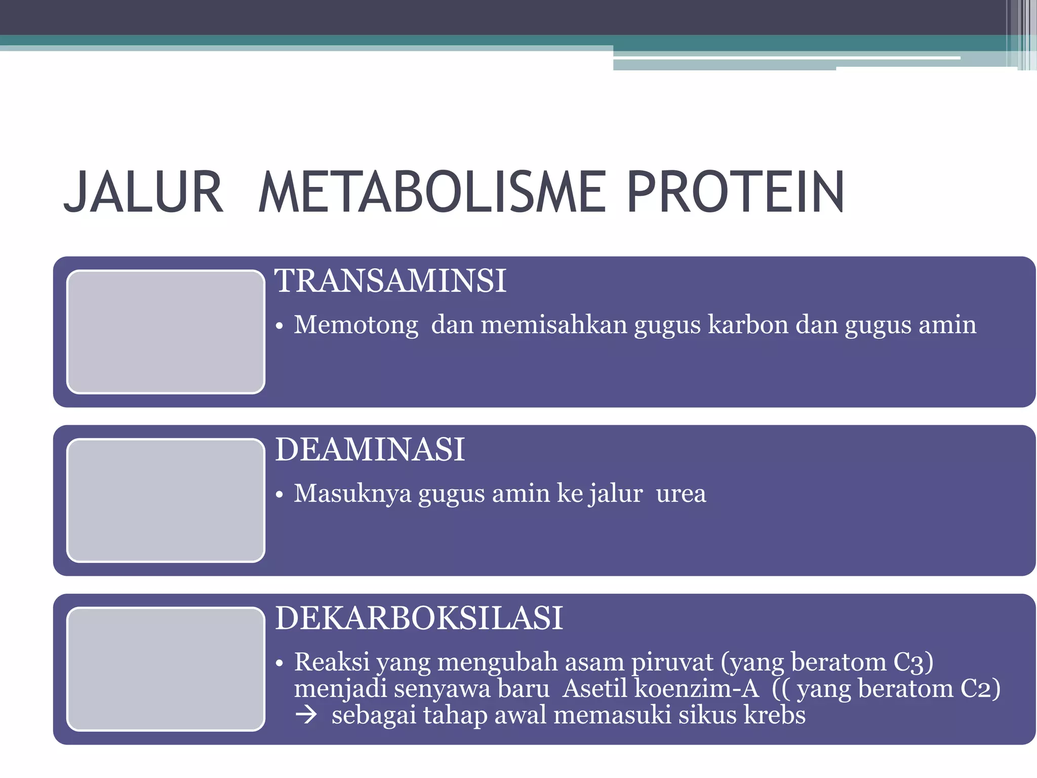 Metabolisme protein (5) | PPTX
