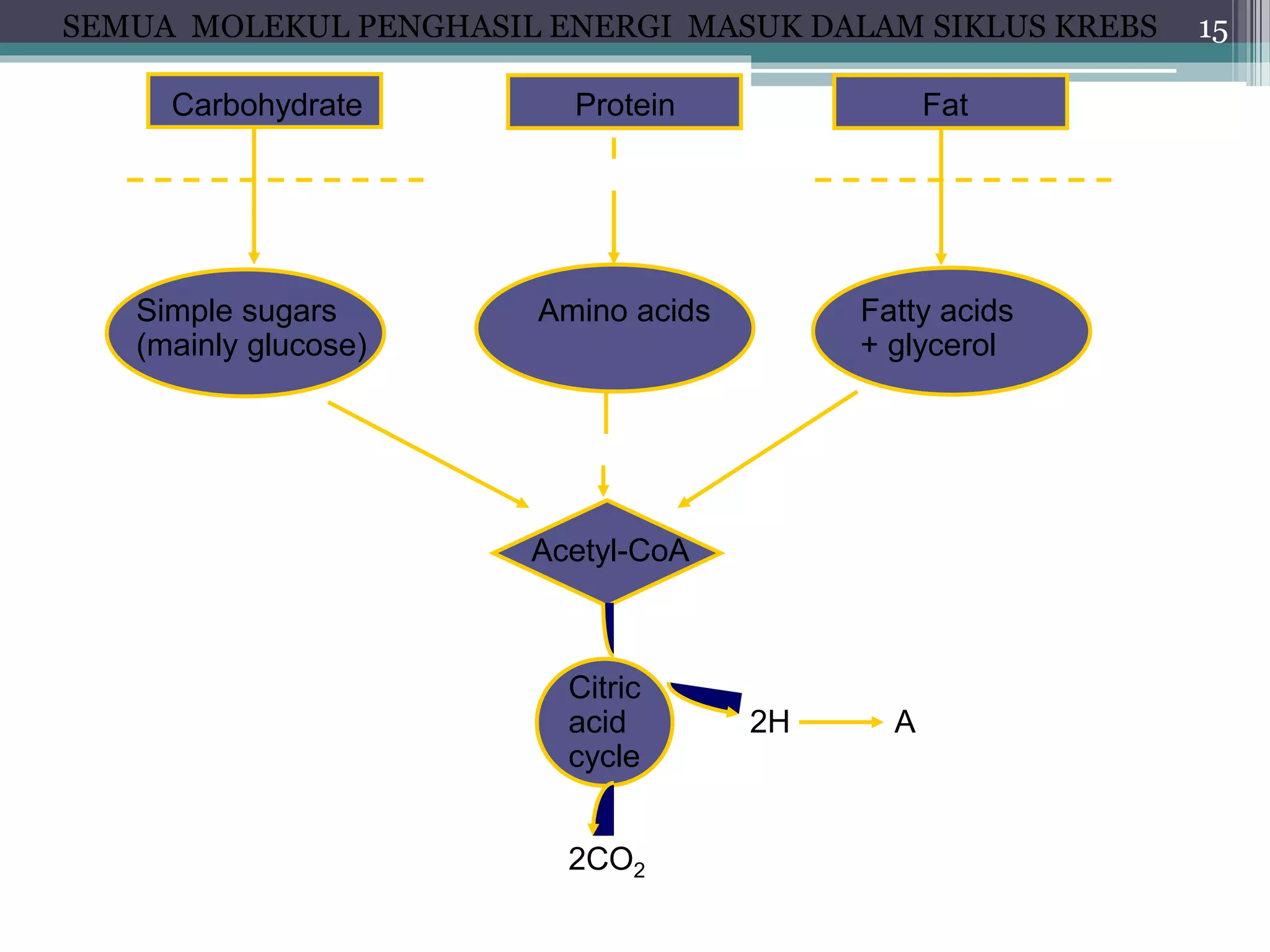 Metabolisme protein (5) | PPTX