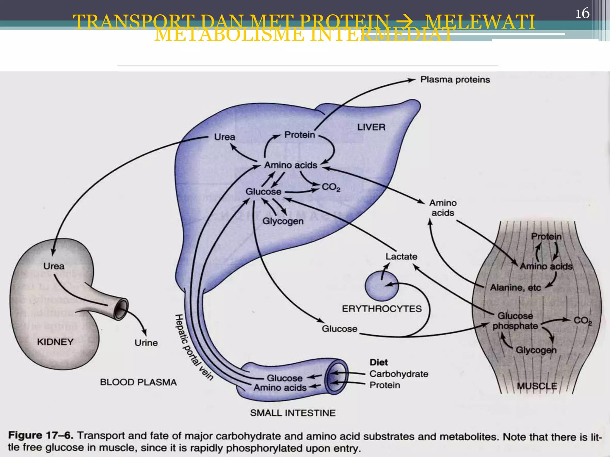 Metabolisme protein (5) | PPTX