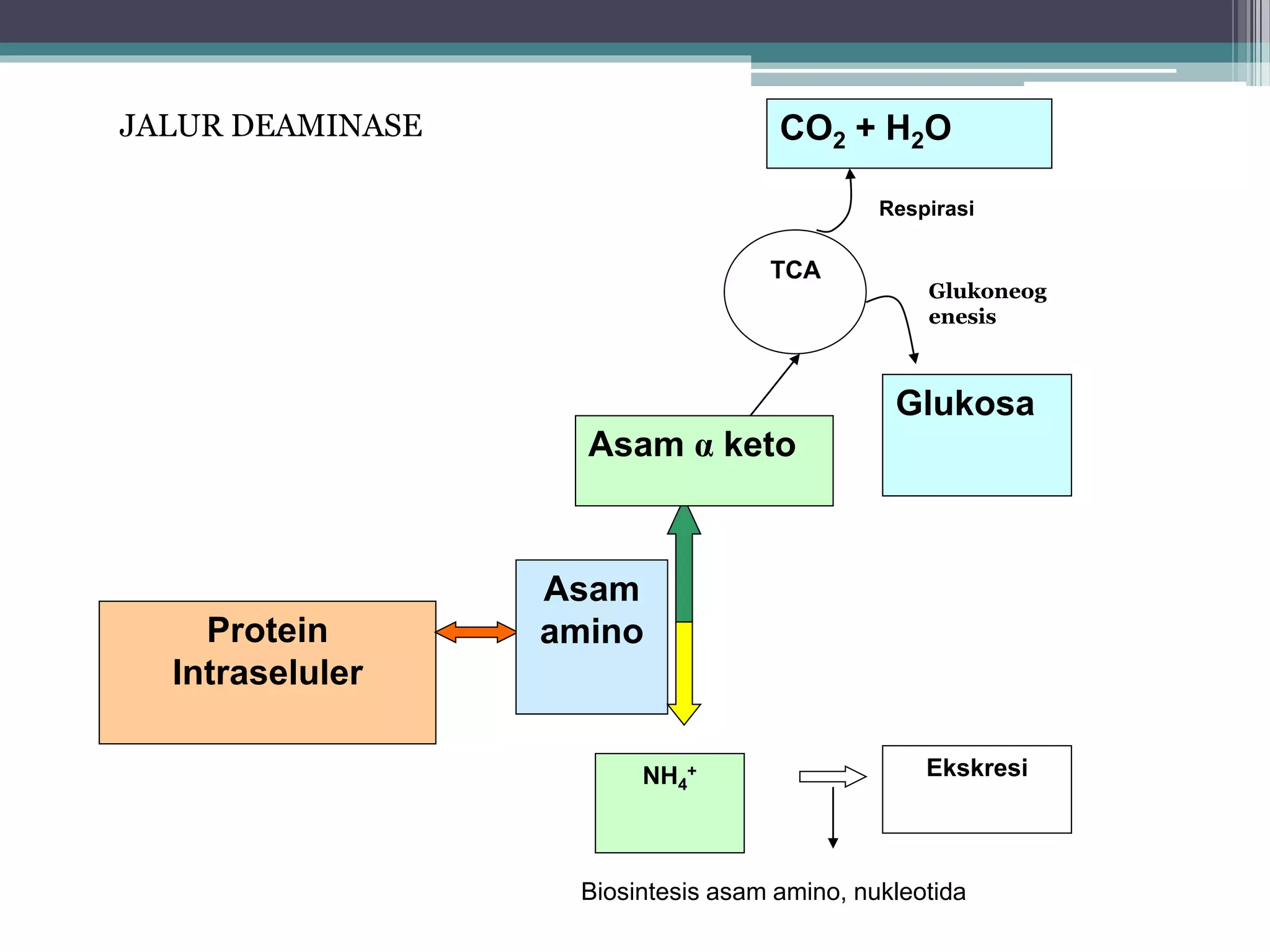 Metabolisme protein (5) | PPTX