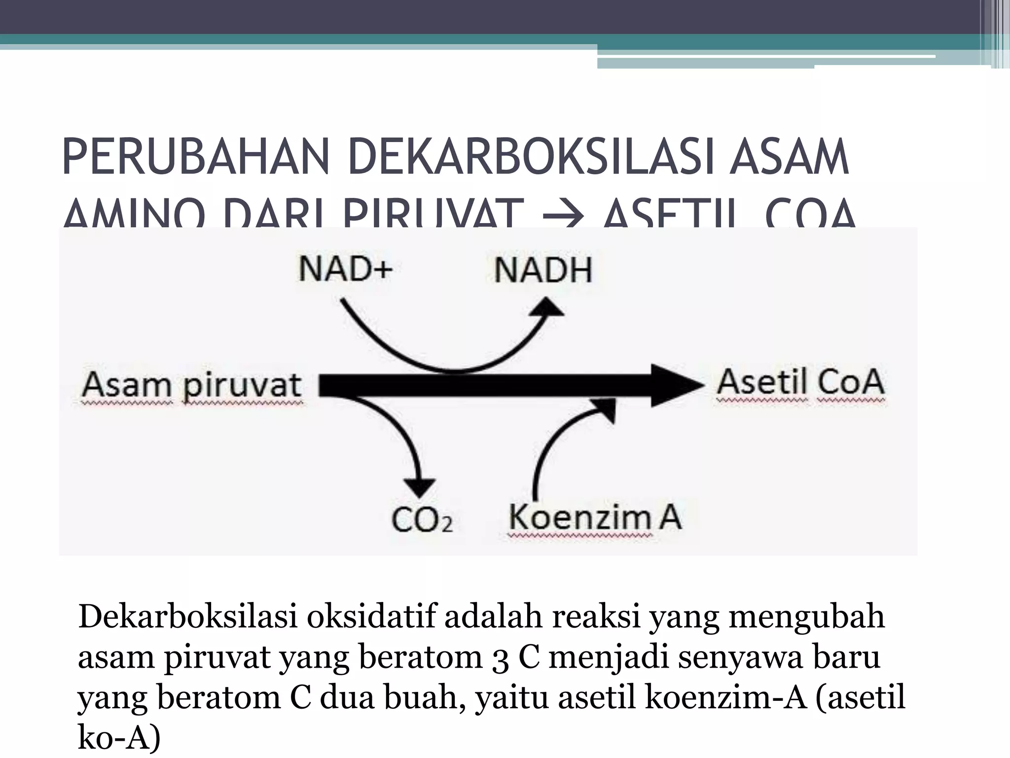 Metabolisme protein (5) | PPTX