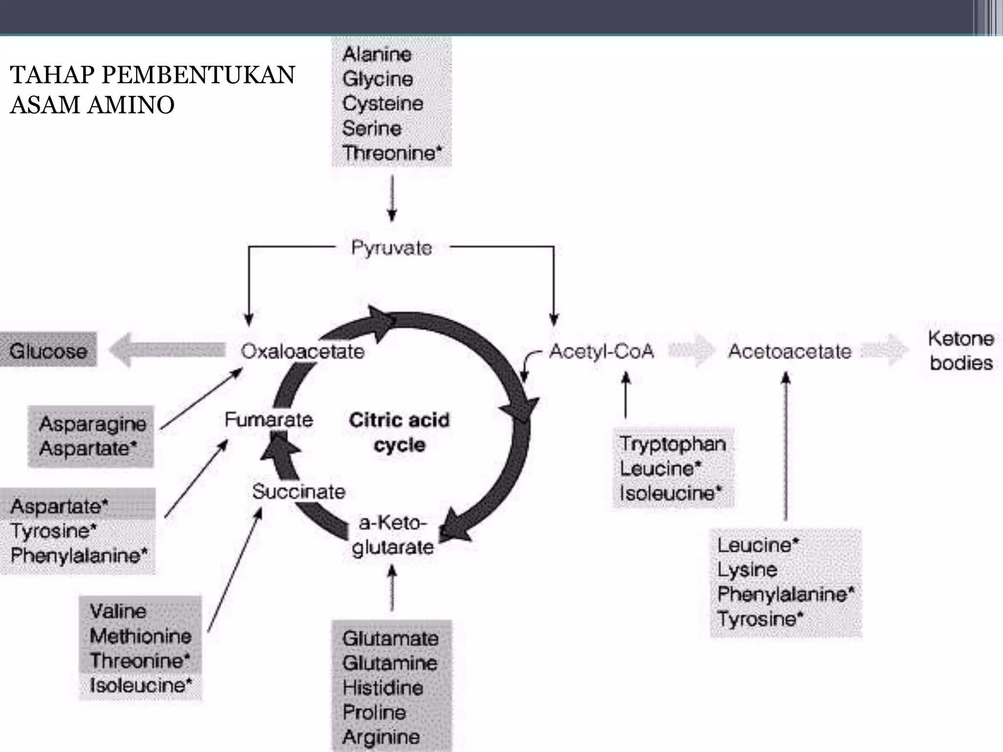 Metabolisme protein (5) | PPTX