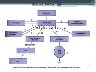 Metabolisme protein (5) | PPTX