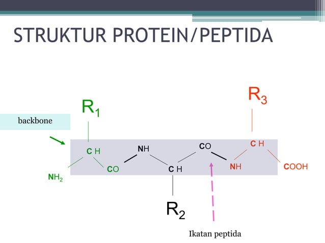 Metabolisme protein (5) | PPTX