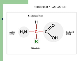 Metabolisme protein asam amino 12 | PPT