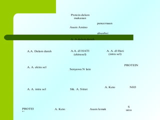 Metabolisme protein asam amino 12 (2) | PPT