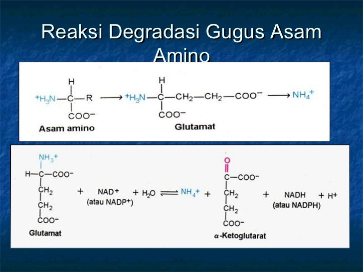 Metabolisme protein dan asam amino