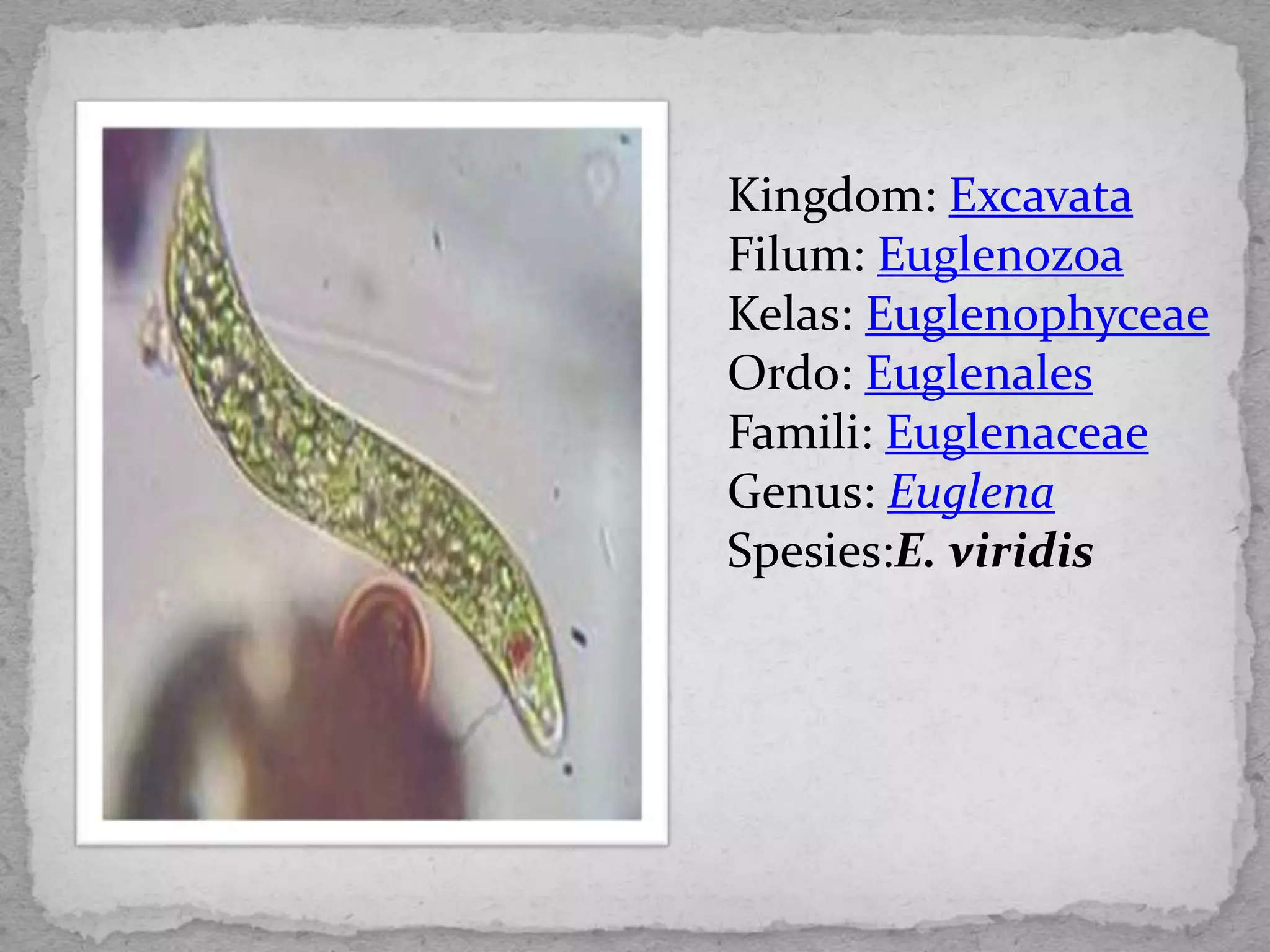 Metabolisme protozoa (euglena viridis) (fitriah kasman f1 c116098) | PPTX