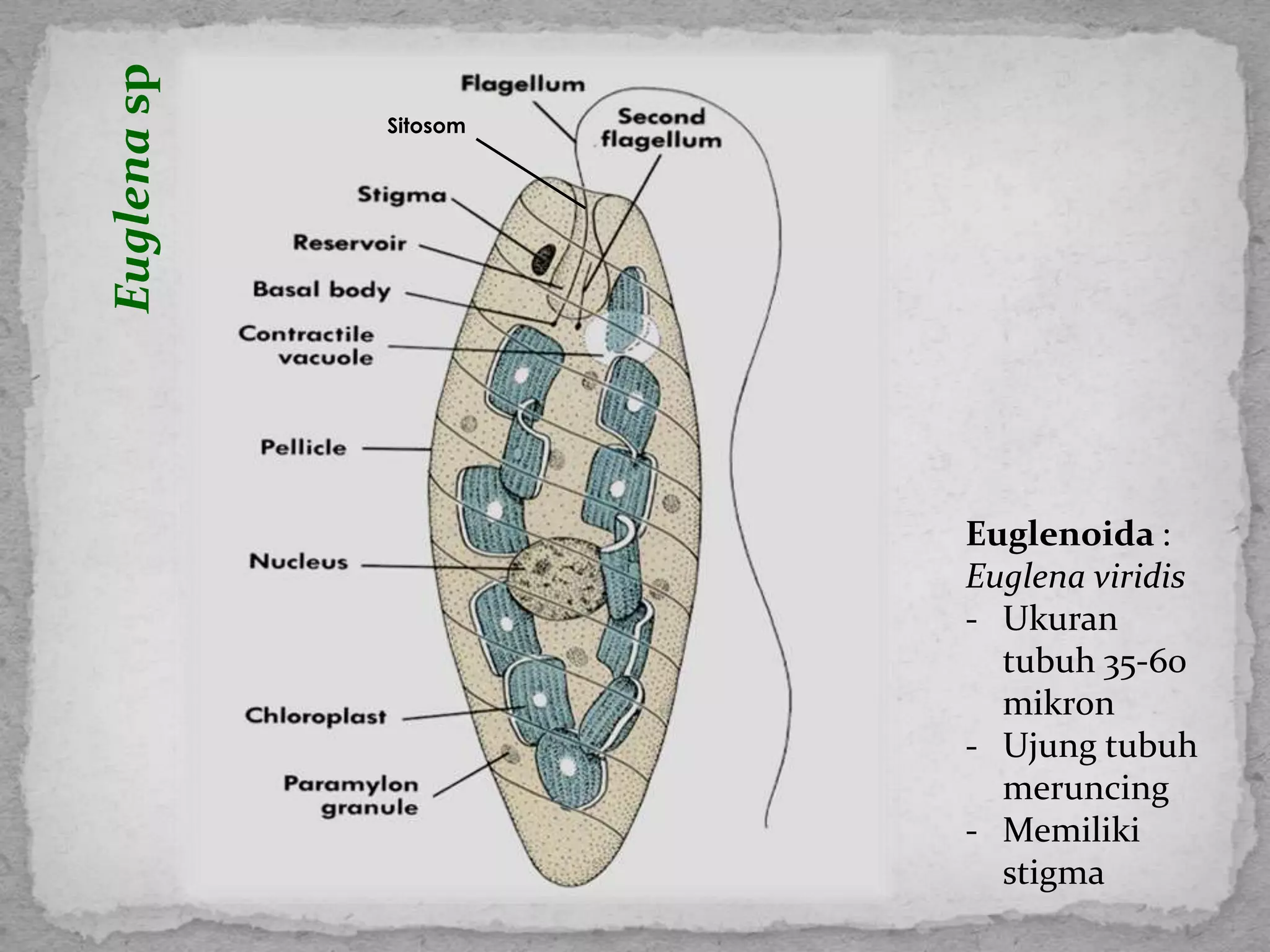 Metabolisme protozoa (euglena viridis) (fitriah kasman f1 c116098) | PPTX