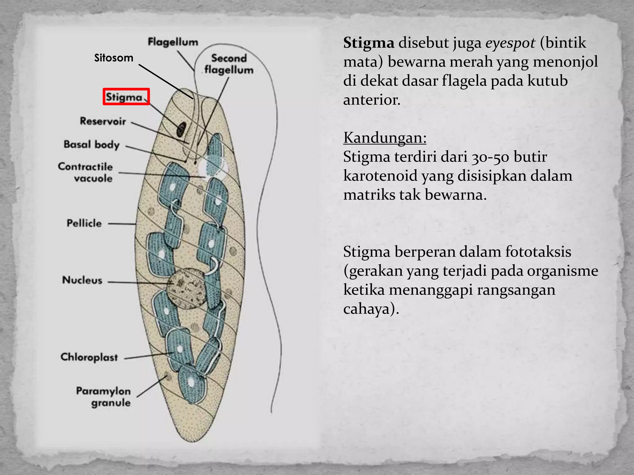 Metabolisme protozoa (euglena viridis) (fitriah kasman f1 c116098) | PPTX