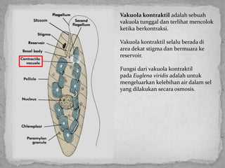 Metabolisme protozoa (euglena viridis) (fitriah kasman f1 c116098) | PPTX