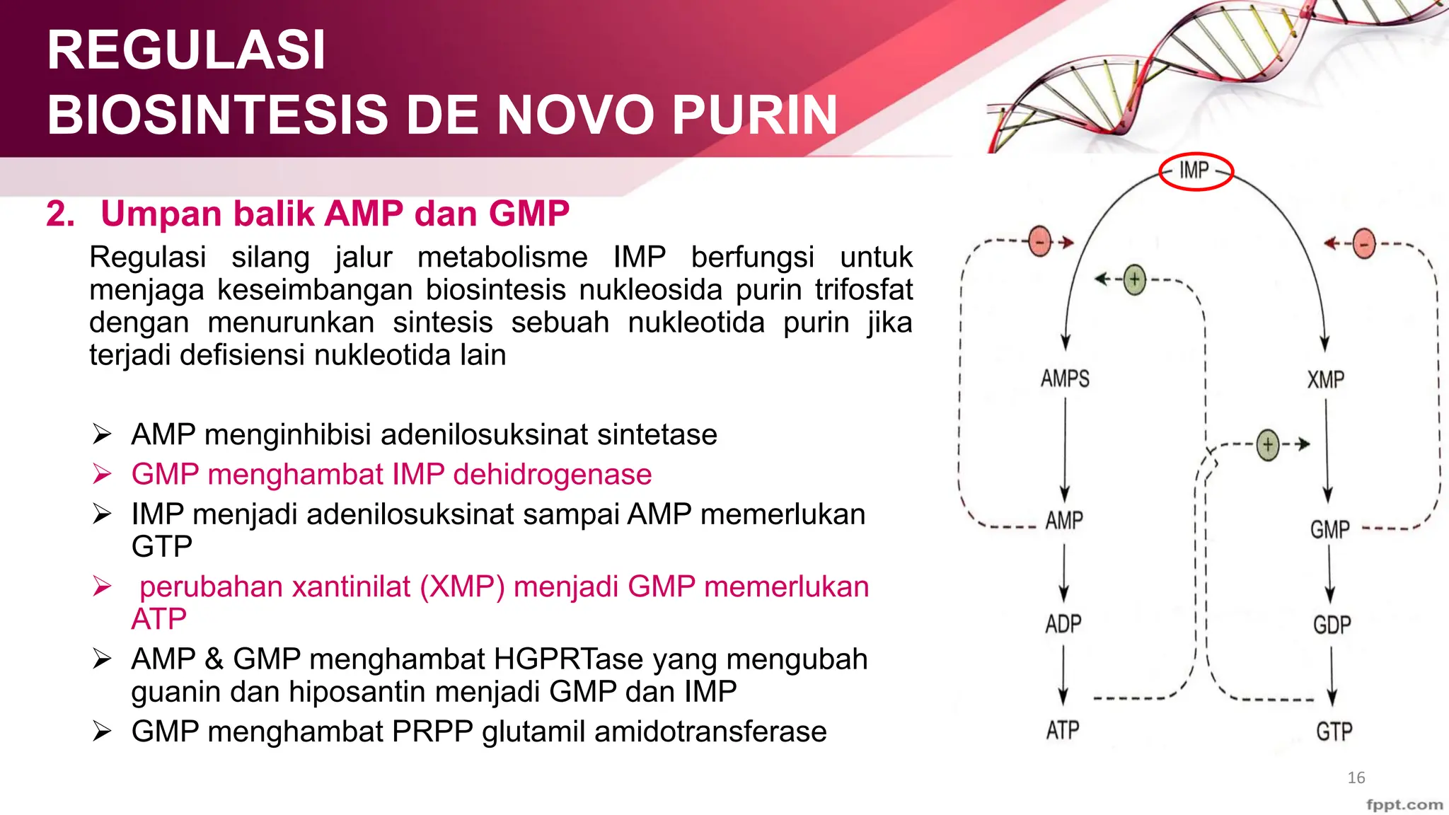 KULIAH METABOLISME PURIN & PIRIMIDIN UNTUK MAHASISWA | PDF