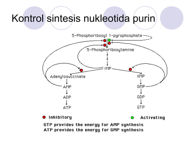 Metabolisme Purin Primidin | PPT