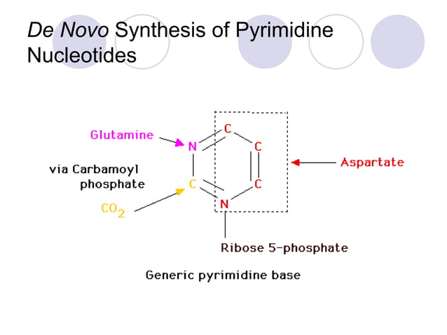 Metabolisme Purin Primidin | PPT