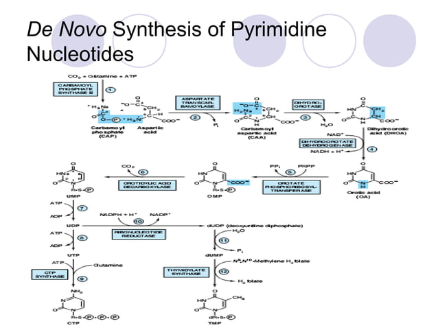 Metabolisme Purin Primidin | PPT