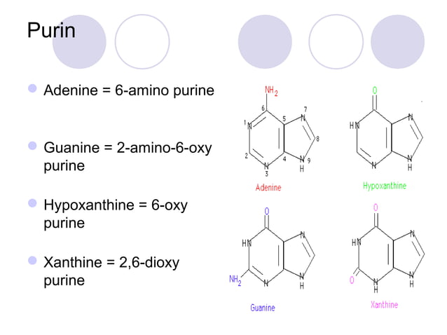 Metabolisme Purin Primidin | PPT